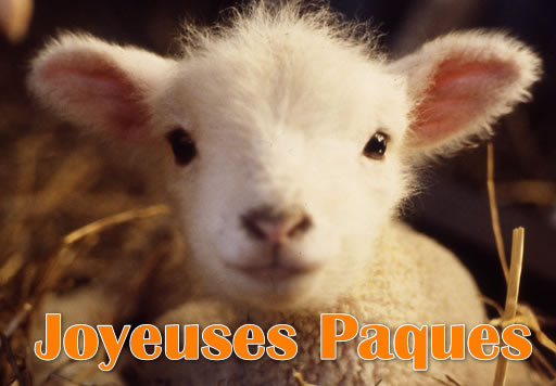 Image Agneau pascal - Belle collection de images Agneau pascal